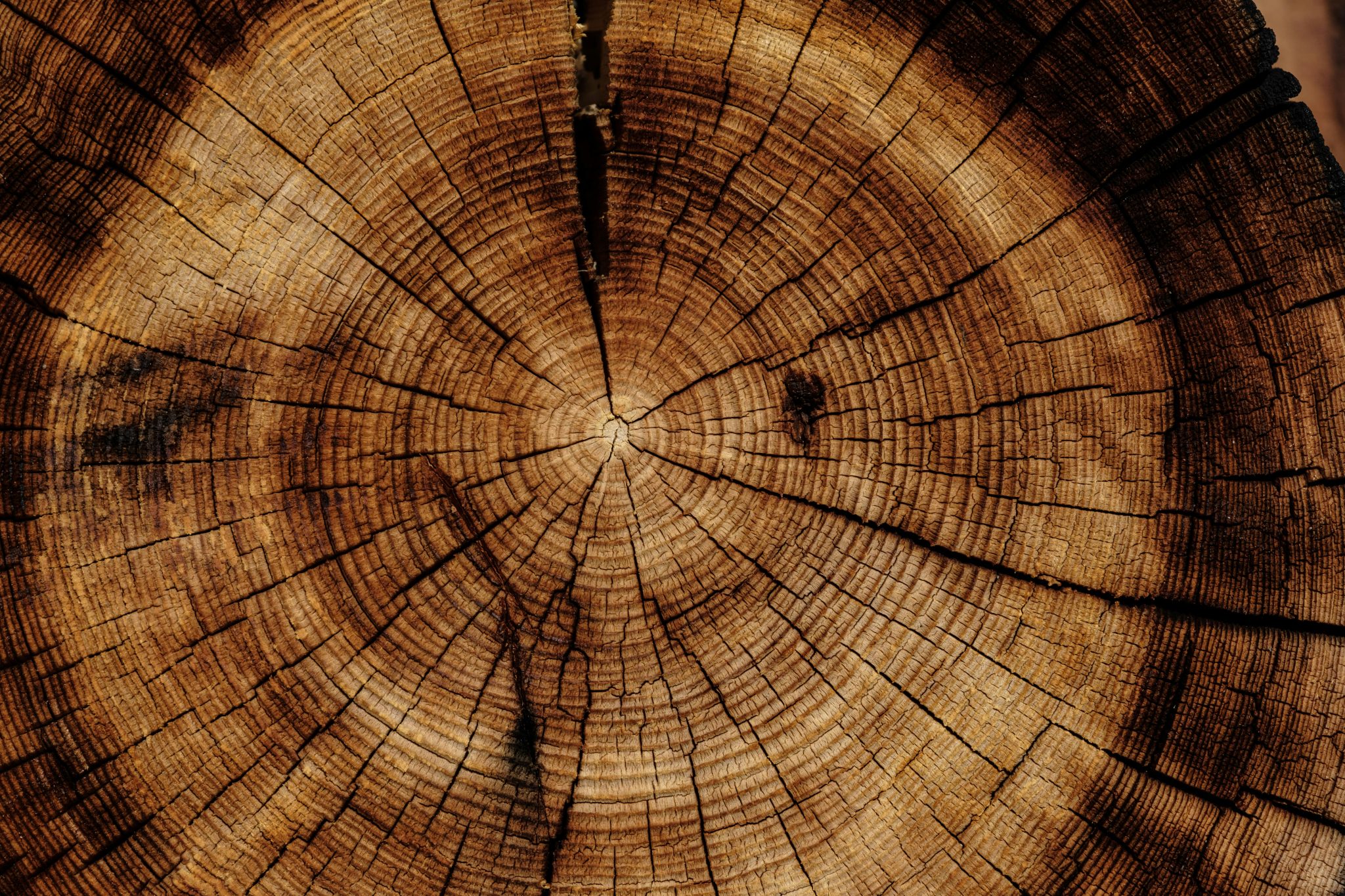 Raw Materials Examples - Delegate CFO