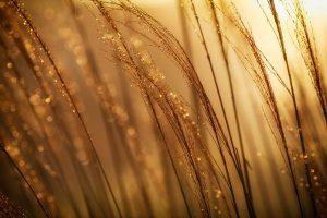 Raw Materials Examples - Delegate CFO